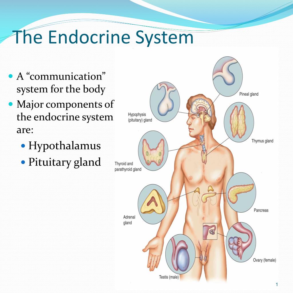 Ppt The Endocrine System Powerpoint Presentation Free Download Id