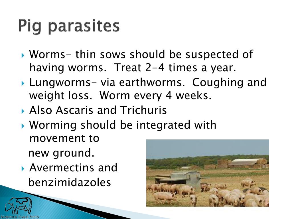 PPT - Some e ssentials from the Vet PowerPoint Presentation, free ...