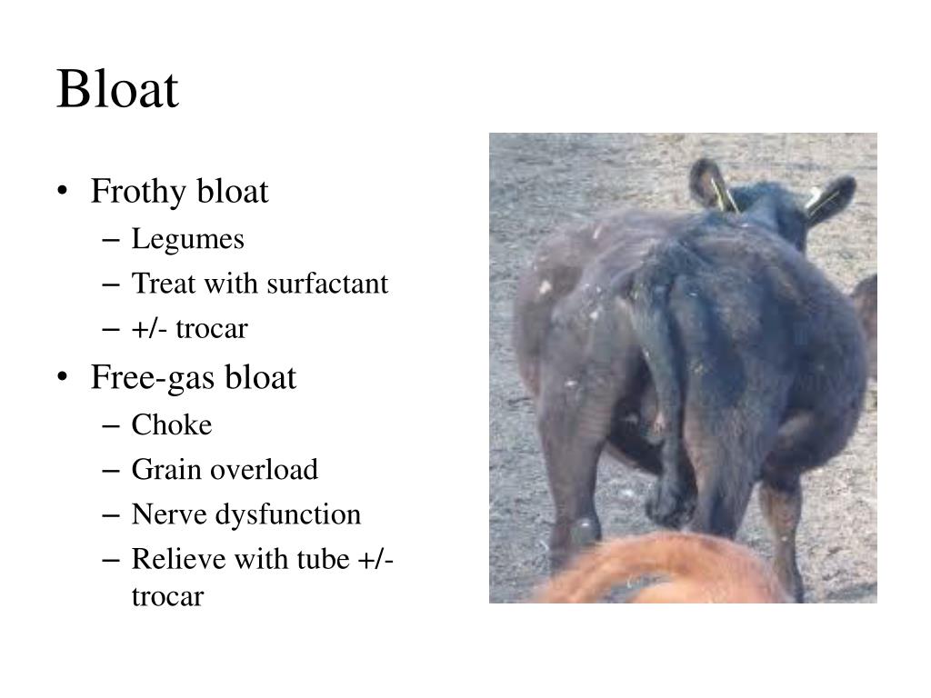 PPT - Dr. Brian Dietrich & Dr. Claire Varney Abiqua Animal Clinic ...