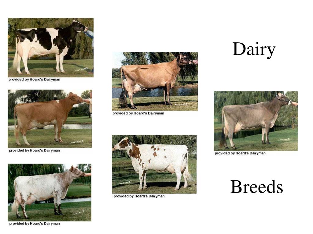 PPT - Dr. Brian Dietrich & Dr. Claire Varney Abiqua Animal Clinic ...