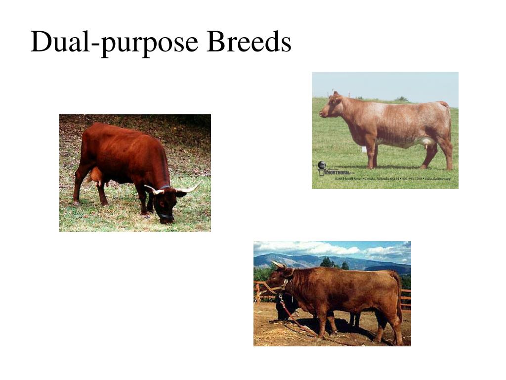 PPT - Dr. Brian Dietrich & Dr. Claire Varney Abiqua Animal Clinic ...