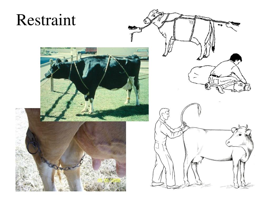 PPT - Dr. Brian Dietrich & Dr. Claire Varney Abiqua Animal Clinic ...