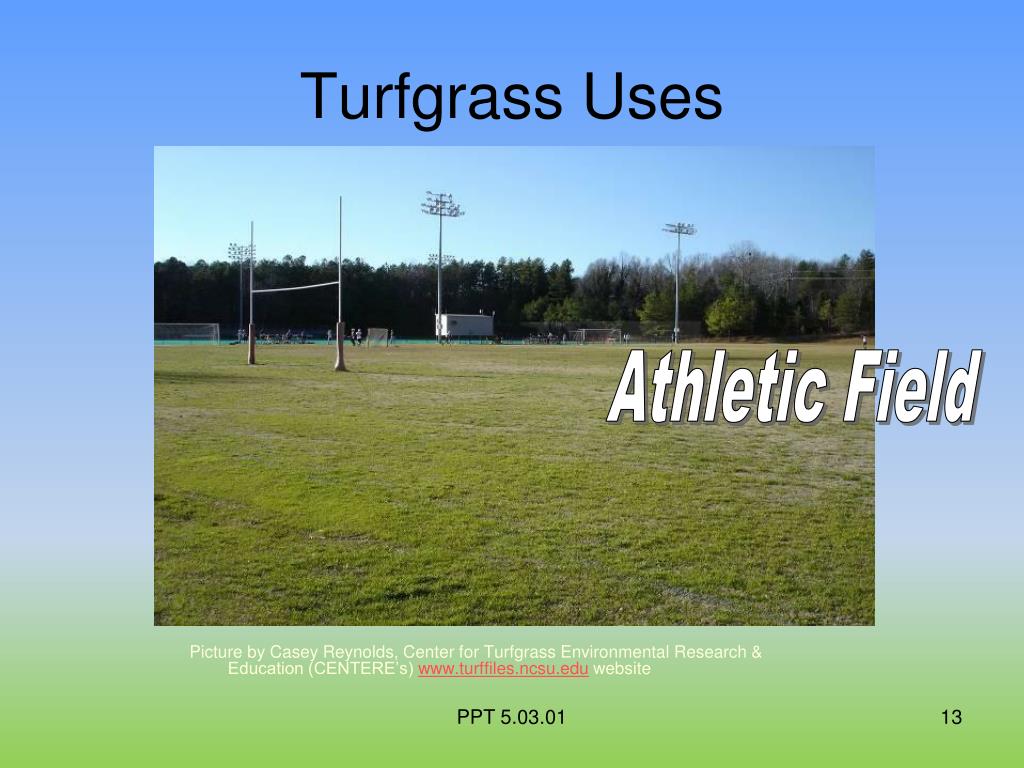 PPT - Picture by Casey Reynolds, Center for Turfgrass Environmental ...