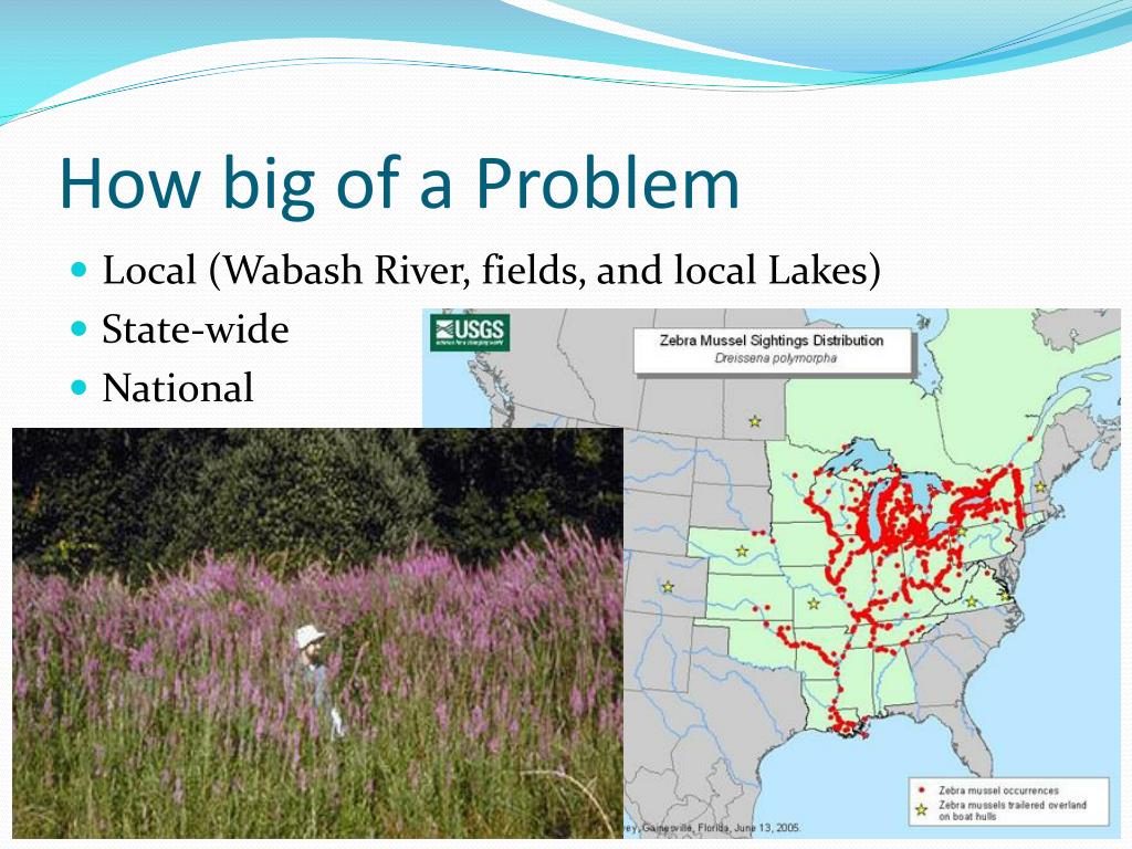 PPT - Invasive Species in the Great Lakes PowerPoint Presentation, free ...