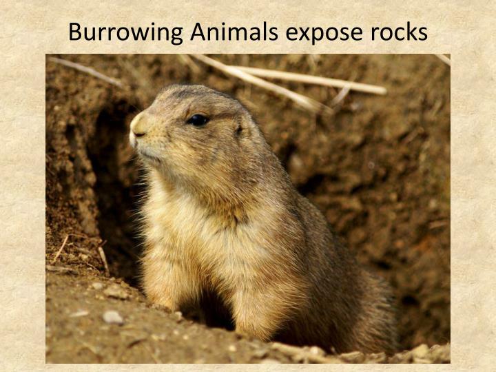 PPT - SOIL PowerPoint Presentation - ID:1538958