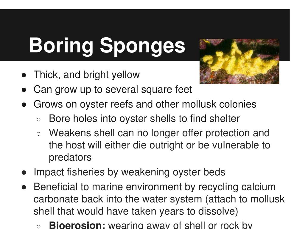 PPT - What are the ecological roles of sponges and what are the latest ...