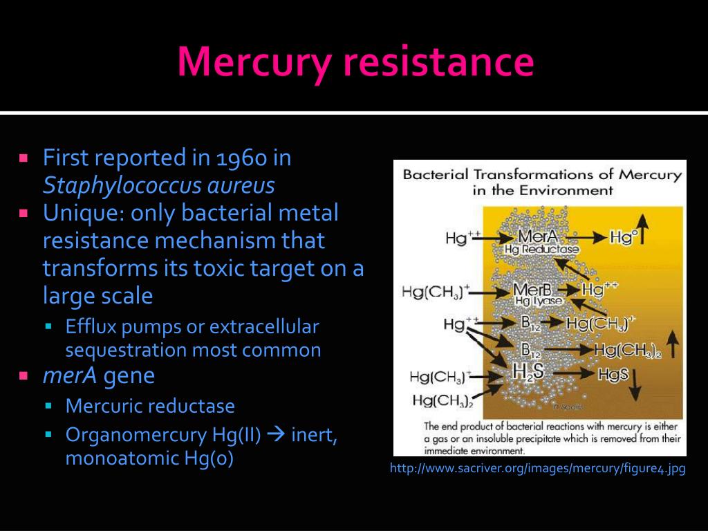 PPT - Adaptation and Mercury Resistance in Bacteria from Deep-Sea ...