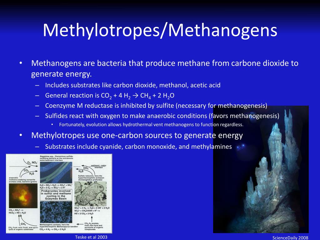 PPT - Hydrothermal Vents I: Chemoautotrophs PowerPoint Presentation ...