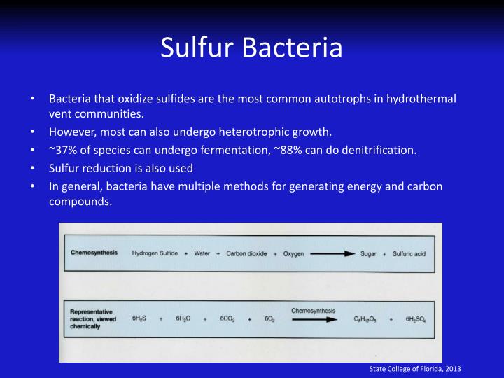 PPT - Hydrothermal Vents I: Chemoautotrophs PowerPoint Presentation ...