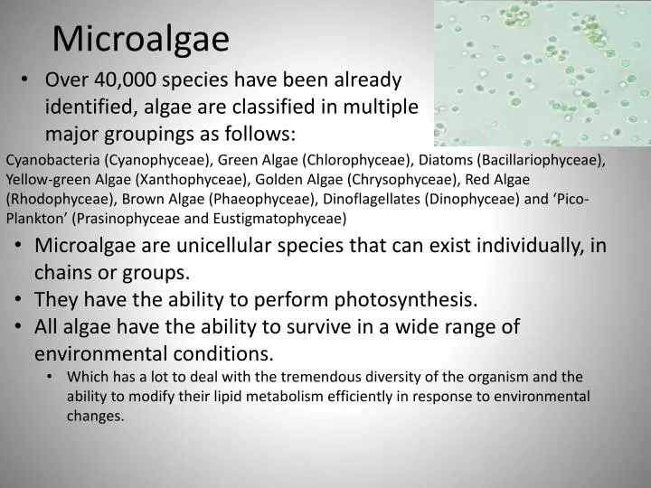 PPT - Microalgae PowerPoint Presentation, free download - ID:1539701