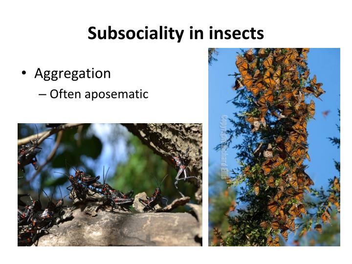 PPT - Insect Societies PowerPoint Presentation - ID:1540680