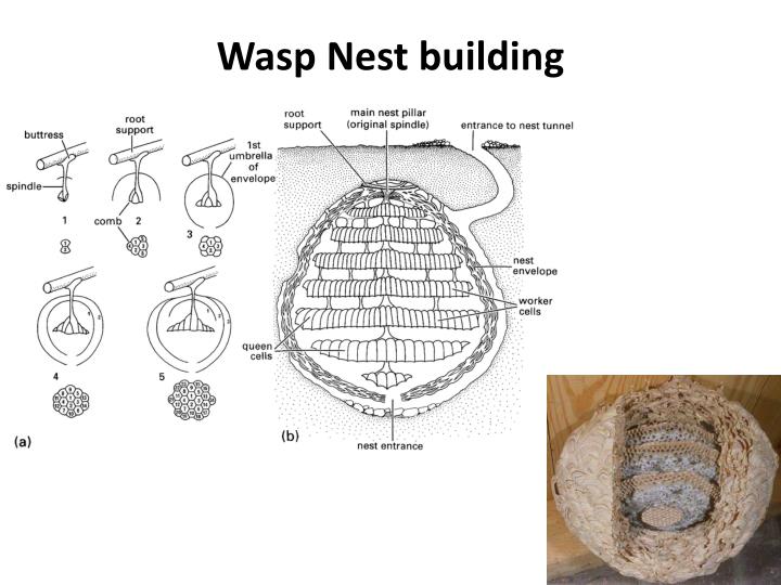 PPT - Insect Societies PowerPoint Presentation - ID:1540680
