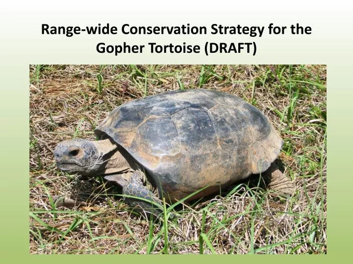 PPT - Range-wide Conservation Strategy for the Gopher Tortoise (DRAFT ...