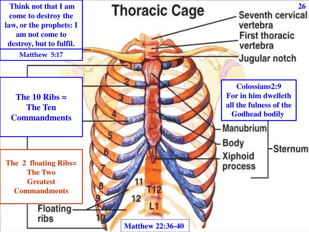 PPT - The Sanctuary of our Body THE THIRD TEMPLE Series 3 The Skeleton ...