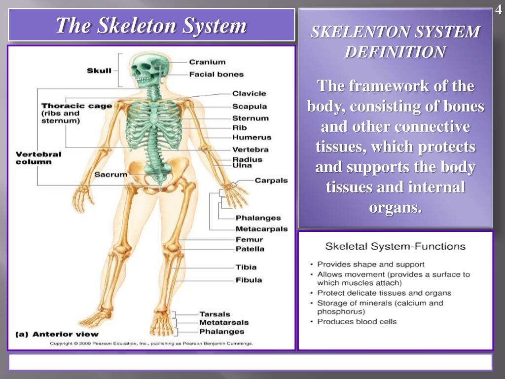 PPT - The Sanctuary of our Body THE THIRD TEMPLE Series 3 The Skeleton ...