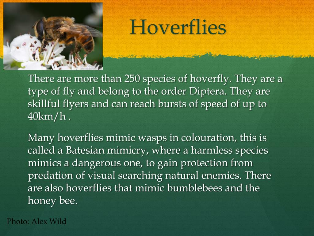 PPT - LASI Outreach Flower Visitors PowerPoint Presentation, free ...