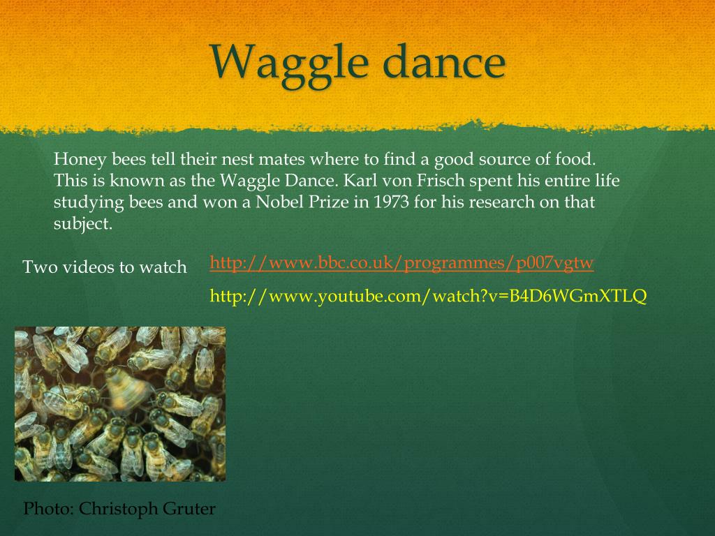 PPT - LASI Outreach Flower Visitors PowerPoint Presentation, free ...