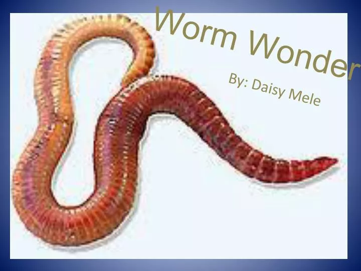 PPT - Worm Wonder PowerPoint Presentation, free download - ID:1550803
