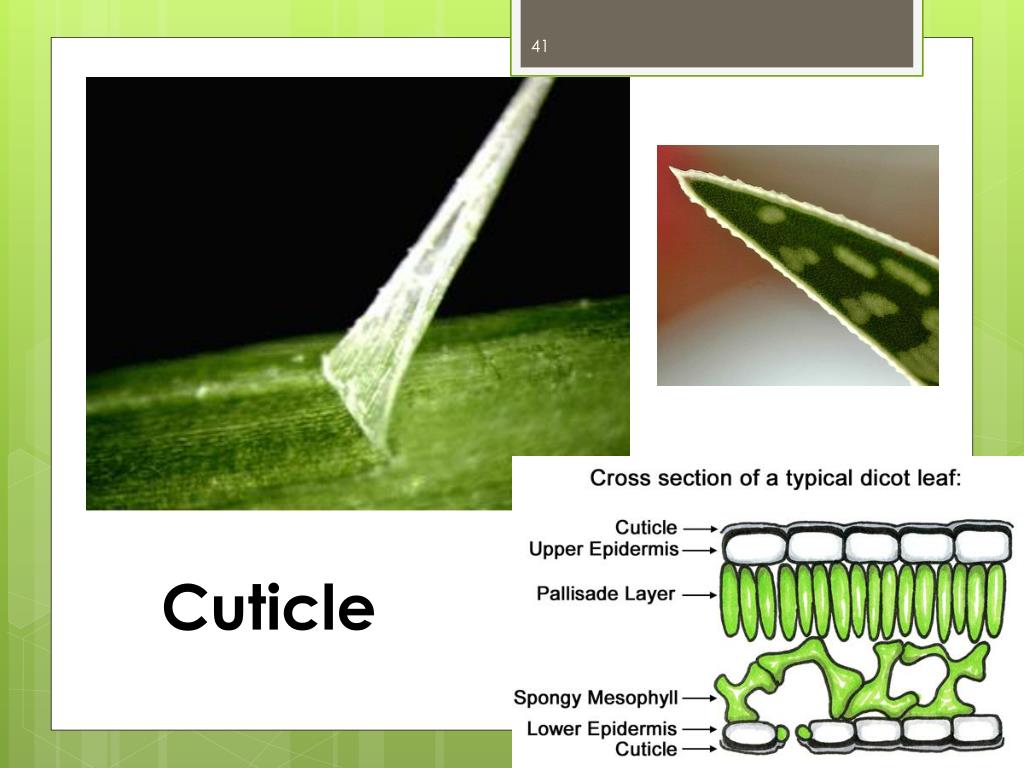 PPT - Plant Biology PowerPoint Presentation, free download - ID:1551245