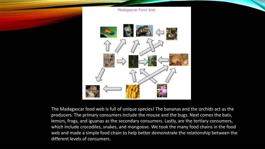 PPT - The Rainforest Biome Tropical Madagascar Rainforest PowerPoint ...
