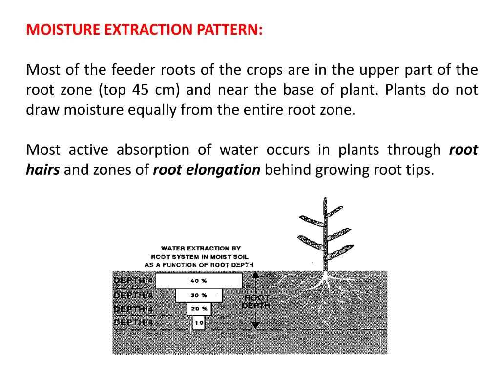 PPT - SOIL – PLANT – WATER RELATIONSHIPS , Et o & Crop water ...