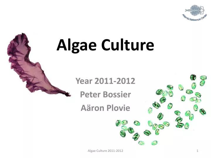 PPT - Algae Culture PowerPoint Presentation, free download - ID:1552228