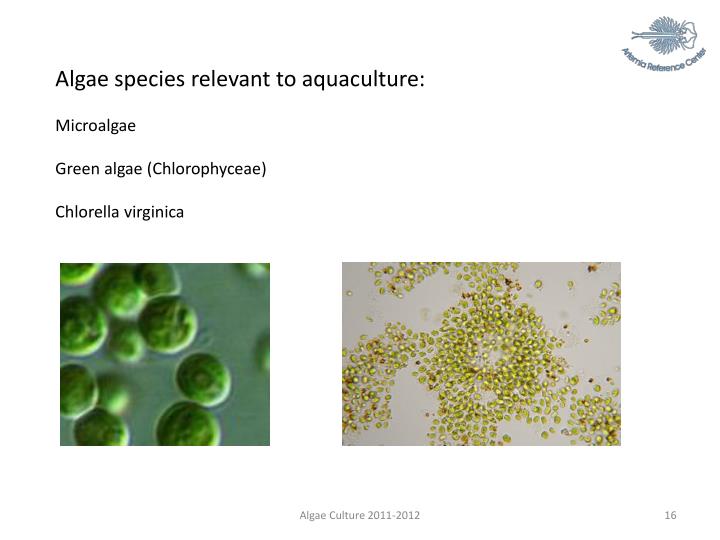 PPT - Algae Culture PowerPoint Presentation - ID:1552228