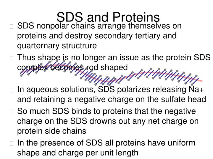 PPT - Protein Gel Electrophoresis PowerPoint Presentation - ID:1552346