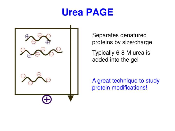 PPT - Protein Gel Electrophoresis PowerPoint Presentation - ID:1552346