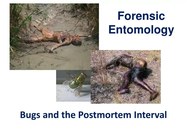 PPT - Bugs and the Postmortem Interval PowerPoint Presentation, free ...