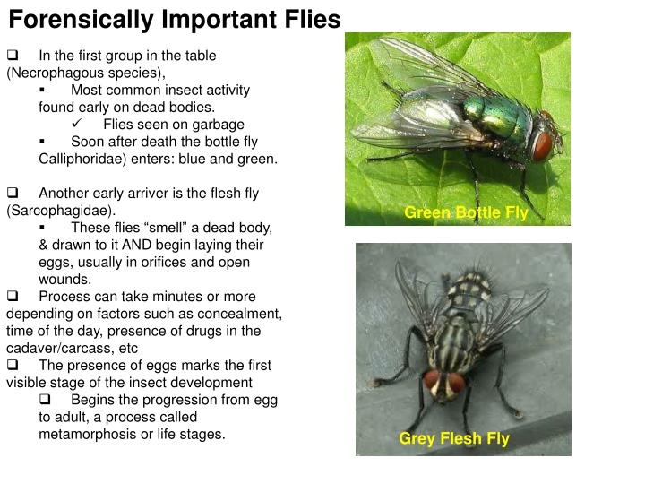 PPT - Bugs and the Postmortem Interval PowerPoint Presentation - ID:1552713