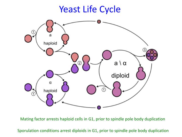 PPT - Yeast cell cycle landmarks PowerPoint Presentation - ID:1553231