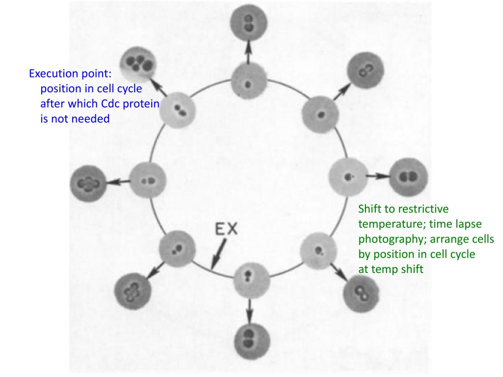 Ppt Yeast Cell Cycle Landmarks Powerpoint Presentation Free Download Id1553231