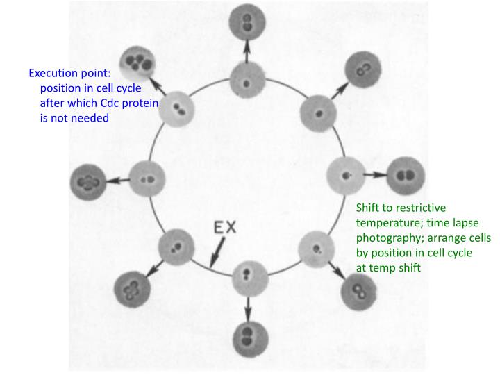 PPT - Yeast cell cycle landmarks PowerPoint Presentation - ID:1553231