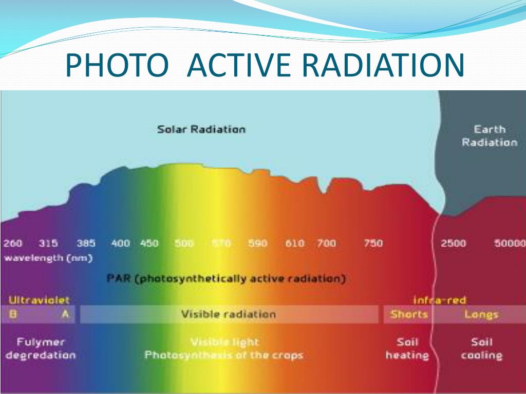 PPT - LIGHT ,PLASTIC FILM AND PLANTS PowerPoint Presentation, free ...