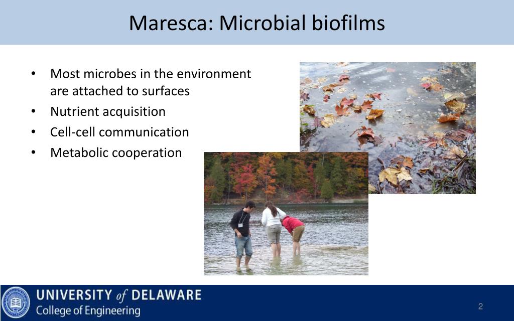 PPT - Microbial biofilms in the environment Julie Maresca Civil ...