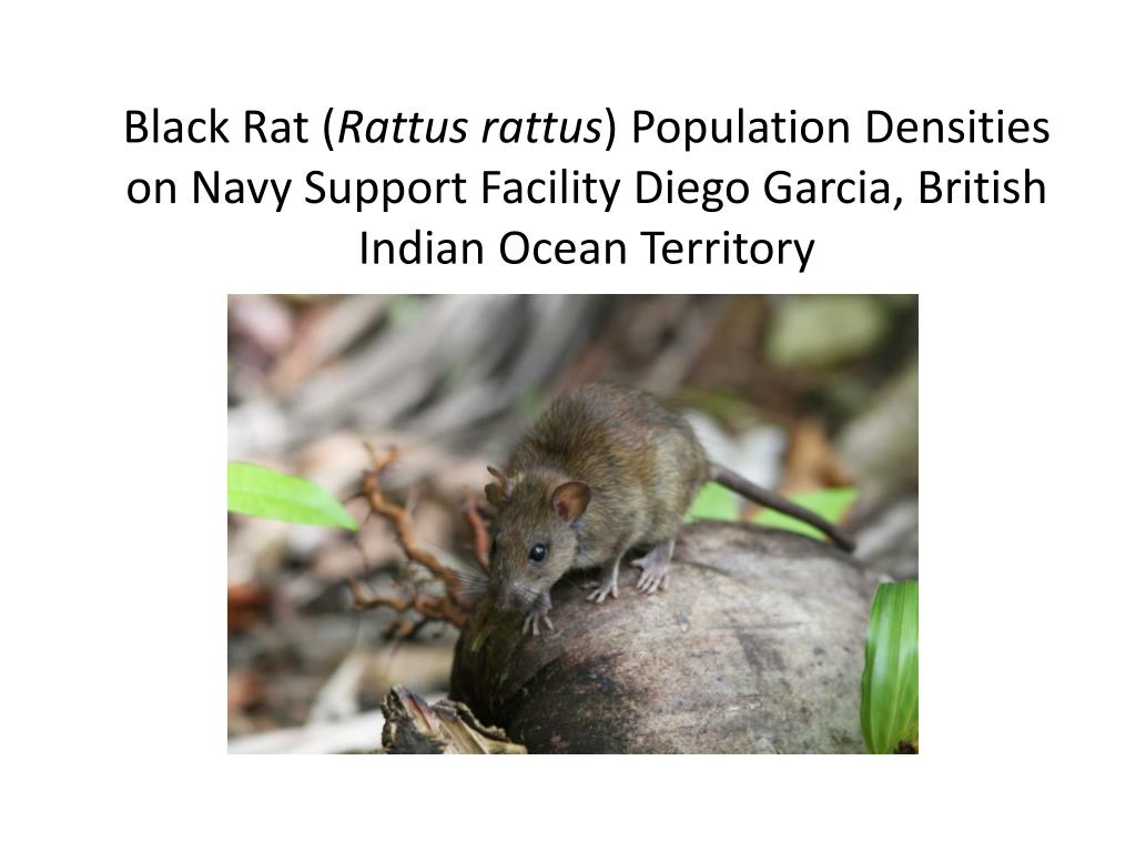 PPT - Black Rat ( Rattus rattus ) Population Densities on Navy Support ...