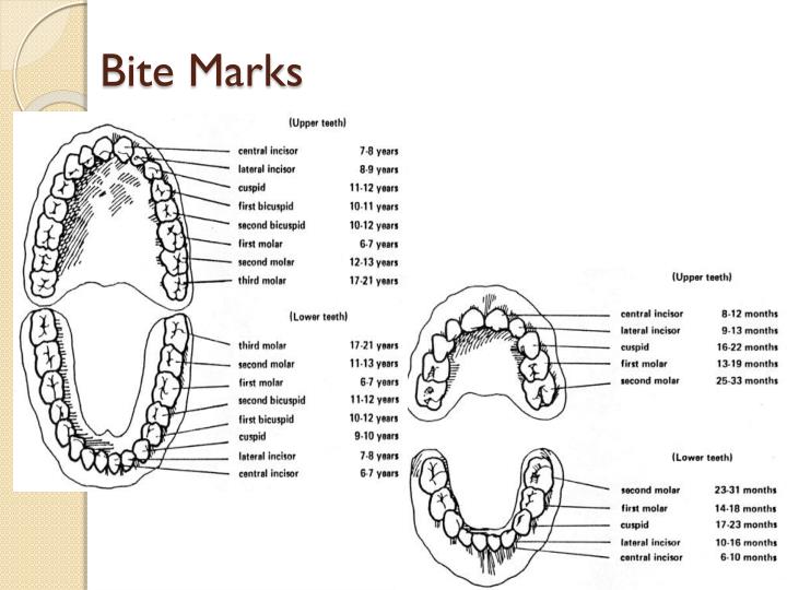 PPT - Impression Evidence PowerPoint Presentation - ID:1555170