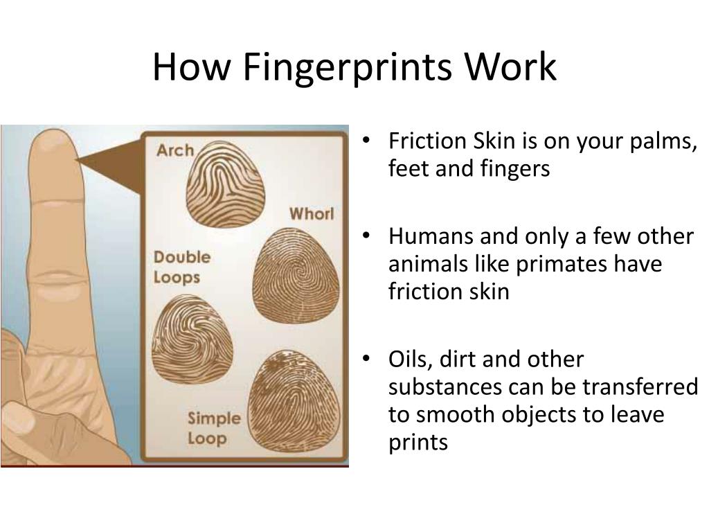 PPT Fingerprinting Merit Badge PowerPoint Presentation Free Download 