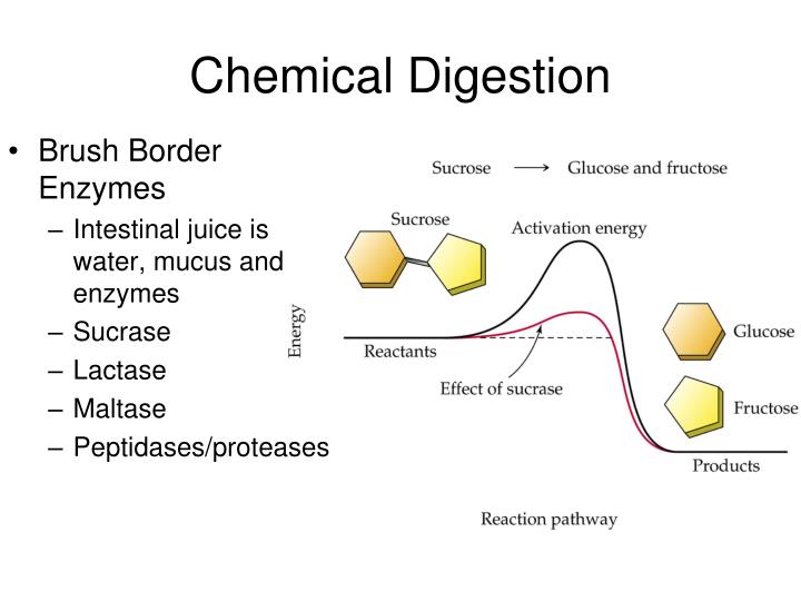 PPT - Digestive System PowerPoint Presentation - ID:1556634