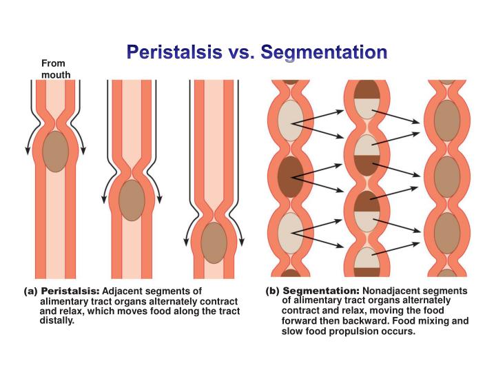 PPT - Digestive System PowerPoint Presentation - ID:1556634