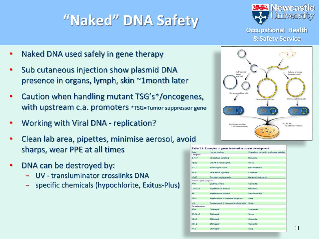 PPT - Biological and Genetic Modification Safety Course October 2013 ...
