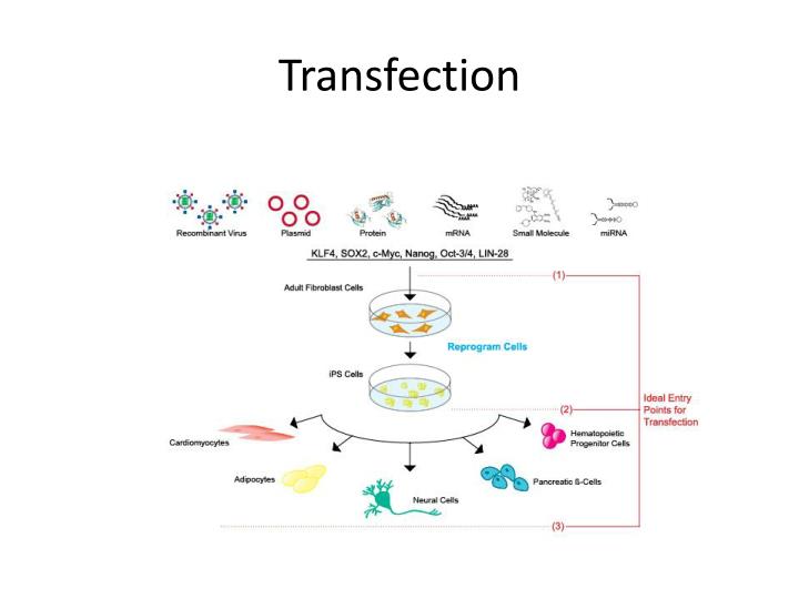 PPT - Basics of stem cell culture PowerPoint Presentation - ID:1558841