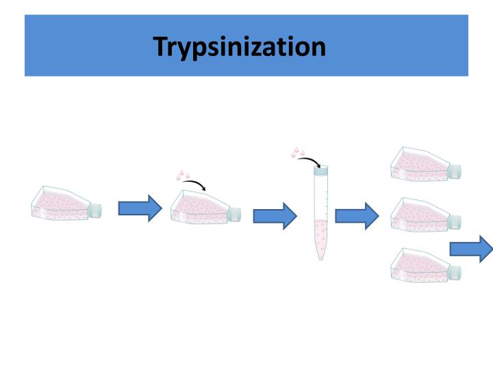 PPT - Basics of stem cell culture PowerPoint Presentation - ID:1558841