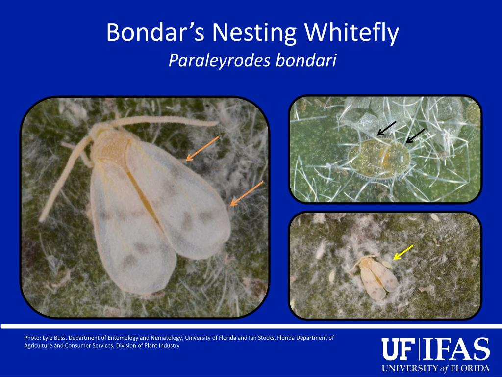 PPT - Invasive Whitefly Pests of Florida PowerPoint Presentation, free ...