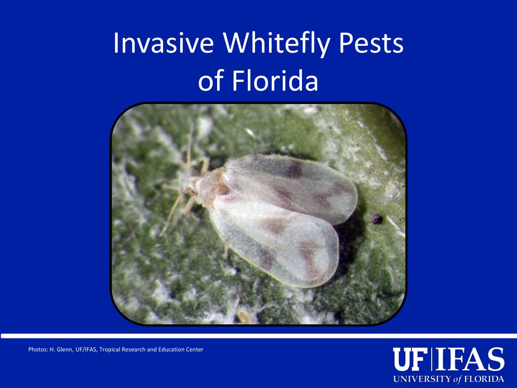 PPT - Invasive Whitefly Pests of Florida PowerPoint Presentation, free ...
