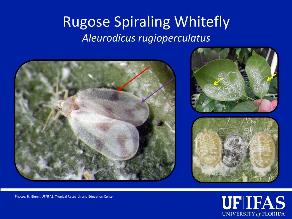 PPT - Invasive Whitefly Pests of Florida PowerPoint Presentation, free download - ID:1559366