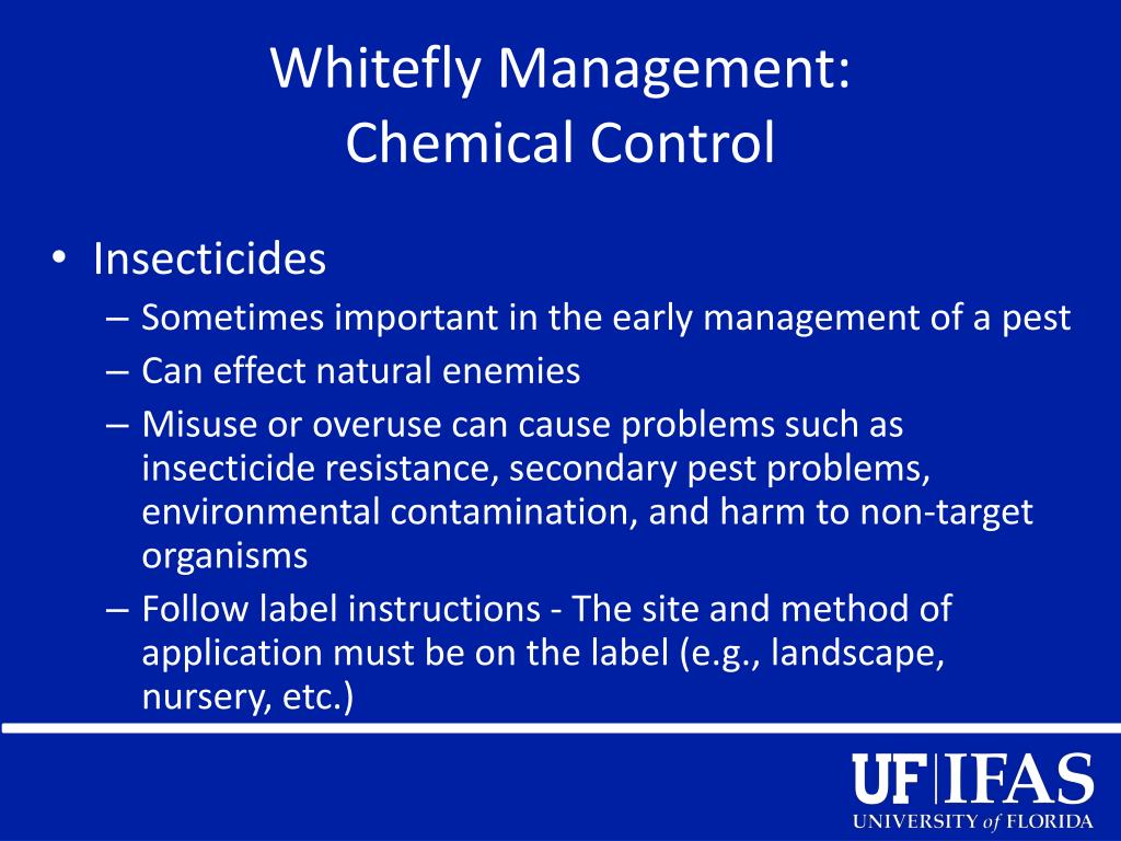 PPT - Invasive Whitefly Pests of Florida PowerPoint Presentation, free download - ID:1559366