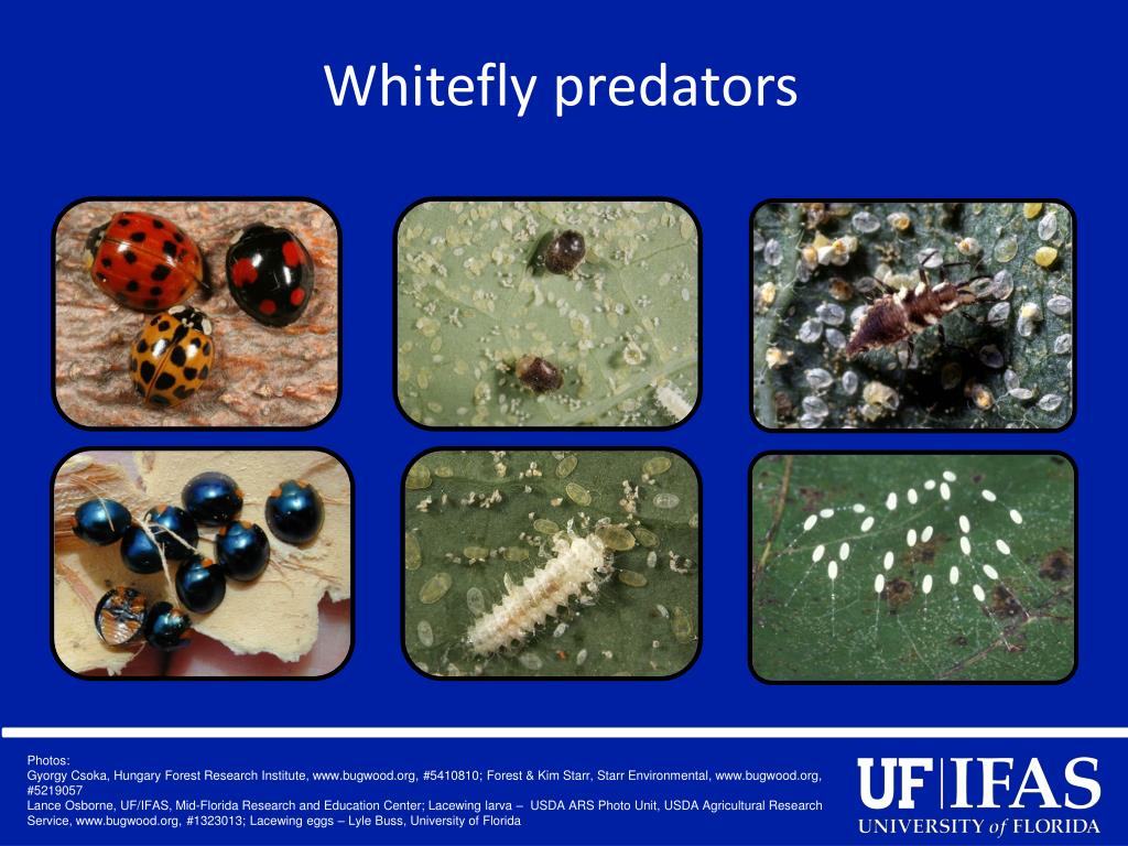 PPT - Invasive Whitefly Pests of Florida PowerPoint Presentation, free ...