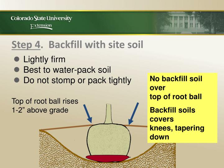 PPT - Tree Planting Techniques PowerPoint Presentation - ID:1559405